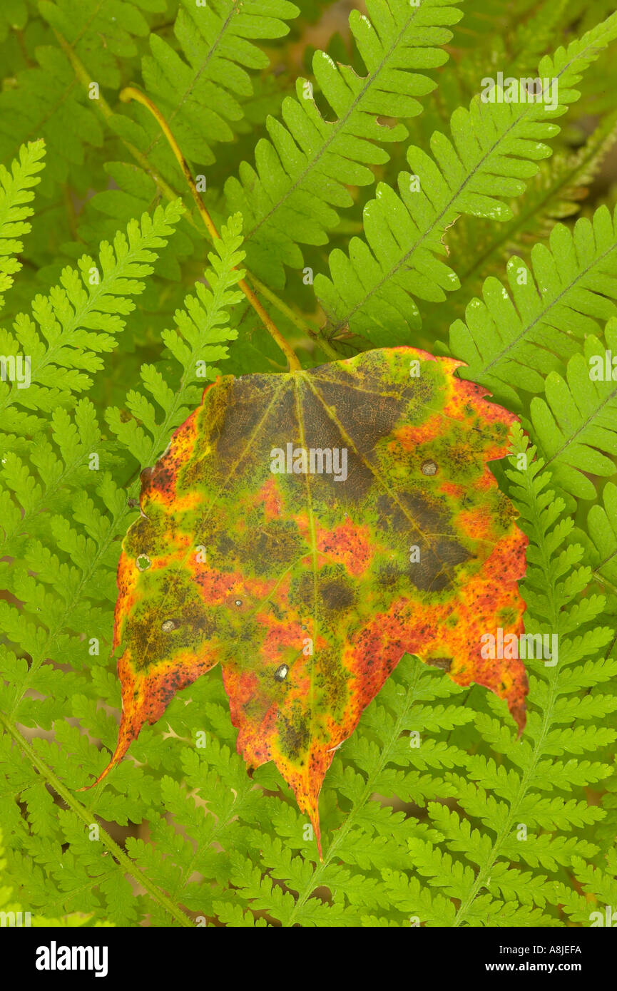 Red fall leaf that has fallen onto green ferns Virgin Falls Pocket ...