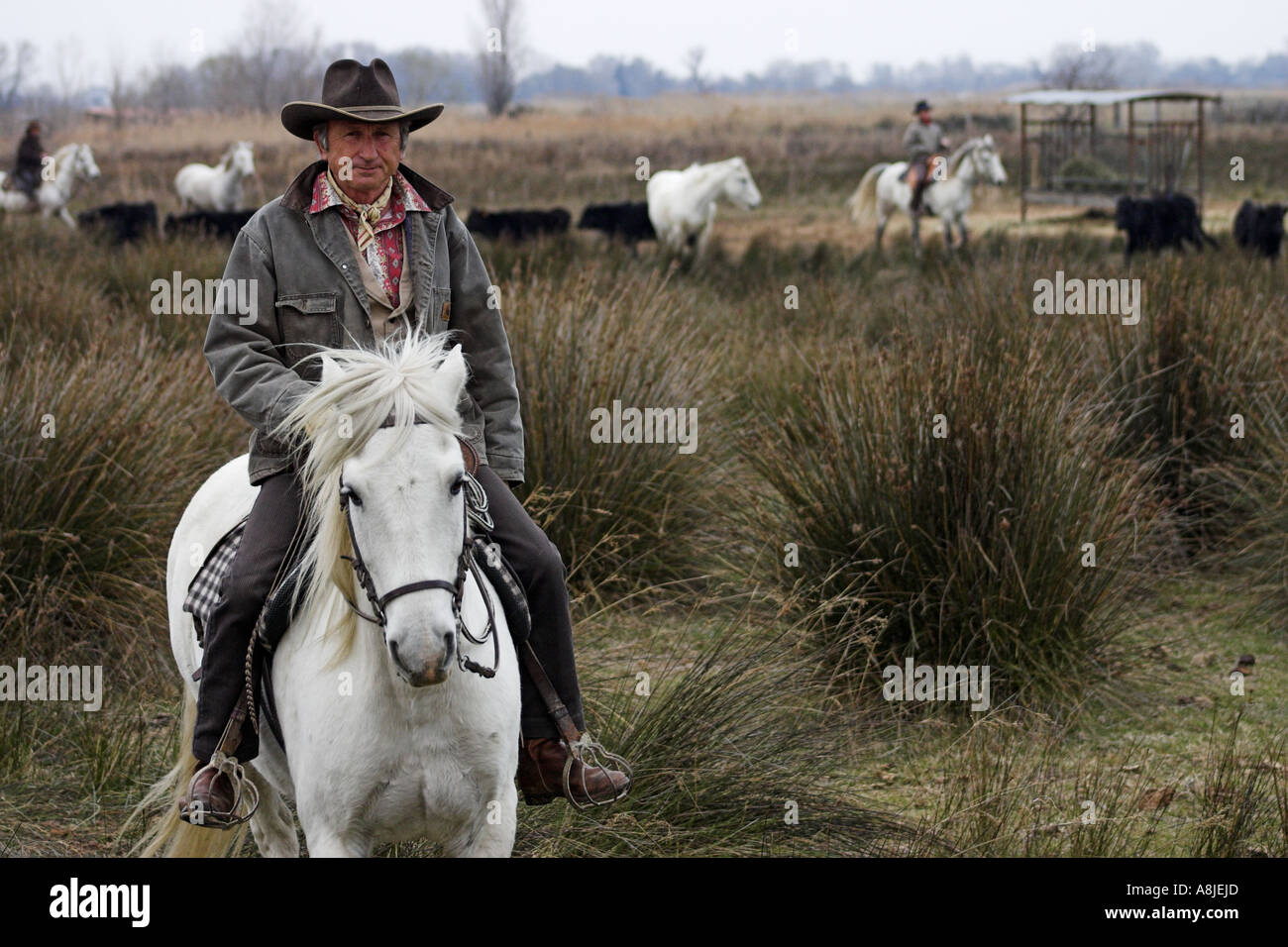 Carmargue horse hi-res stock photography and images - Alamy