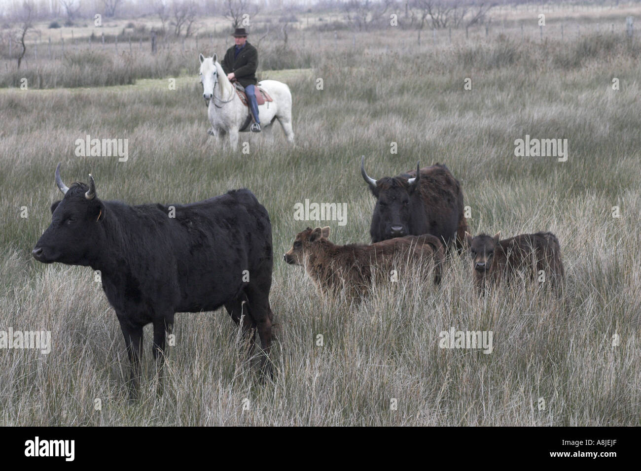 Carmargue horse hi-res stock photography and images - Alamy