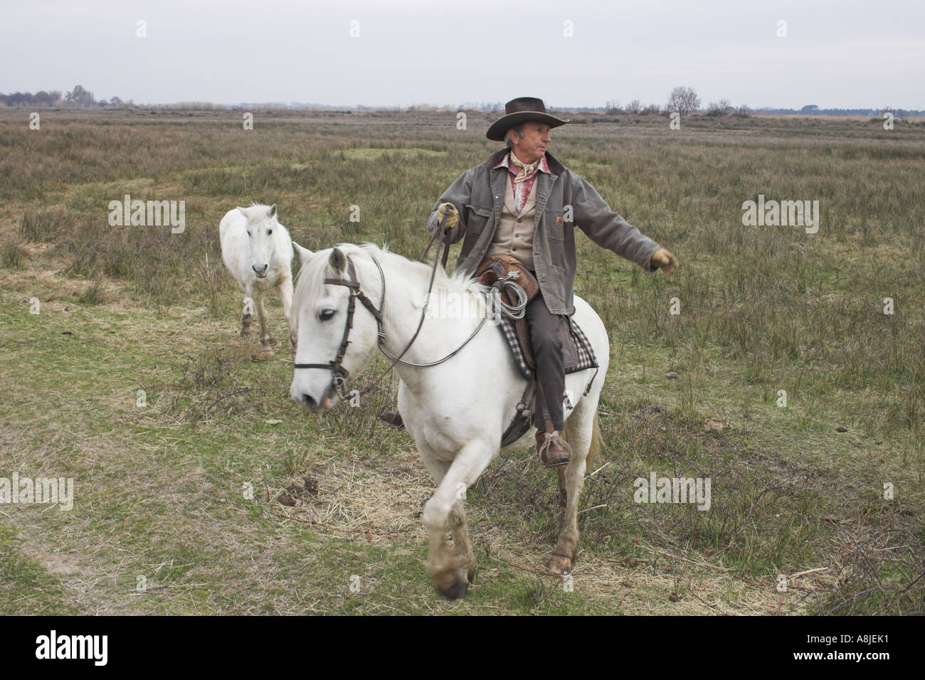 Carmargue horse hi-res stock photography and images - Alamy