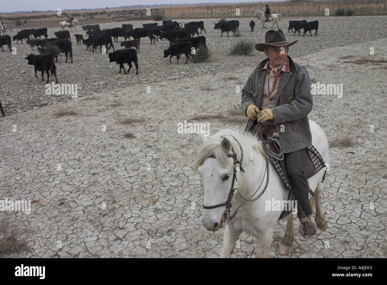 Carmargue horse hi-res stock photography and images - Alamy
