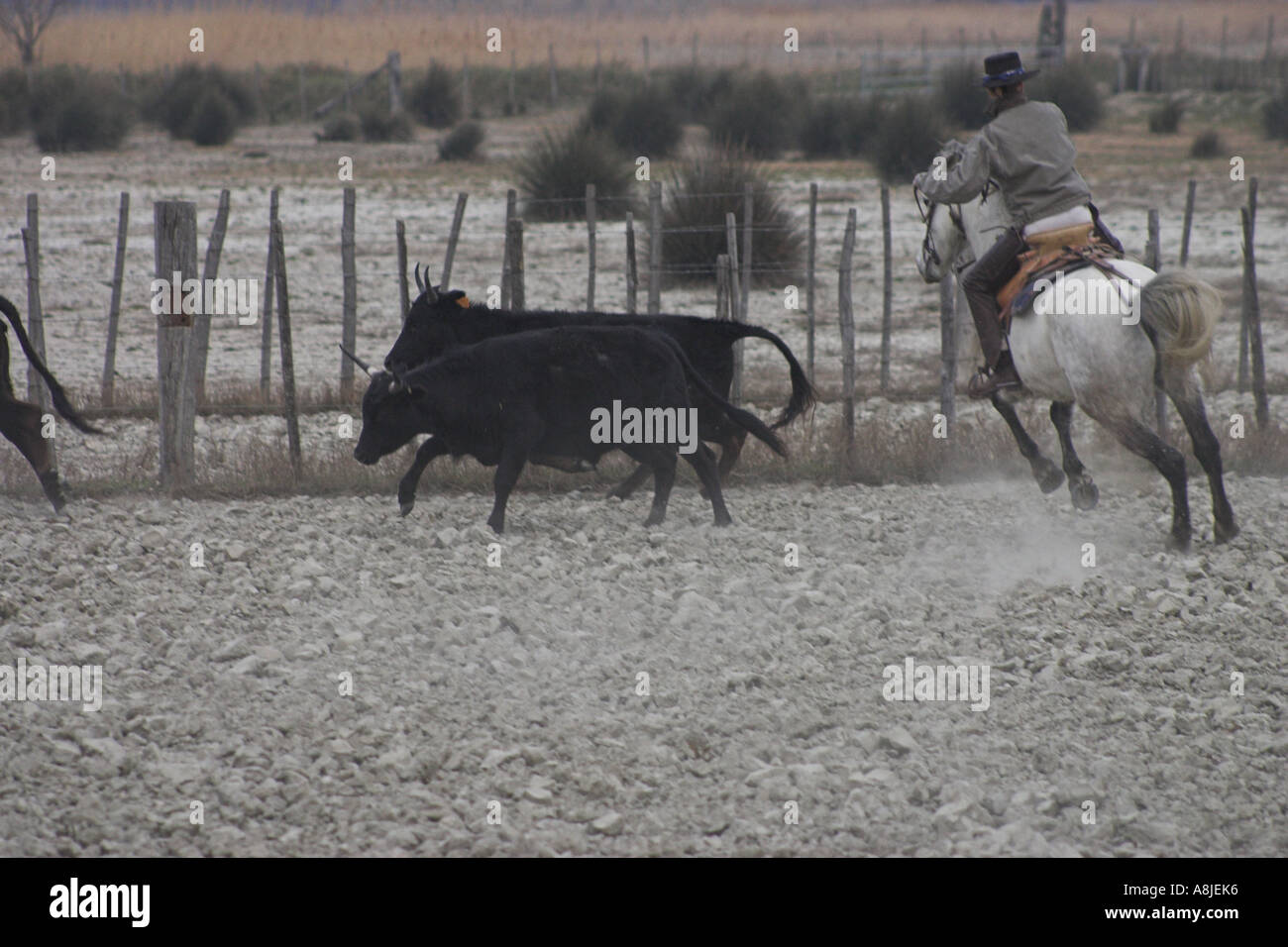 Carmargue horse hi-res stock photography and images - Alamy