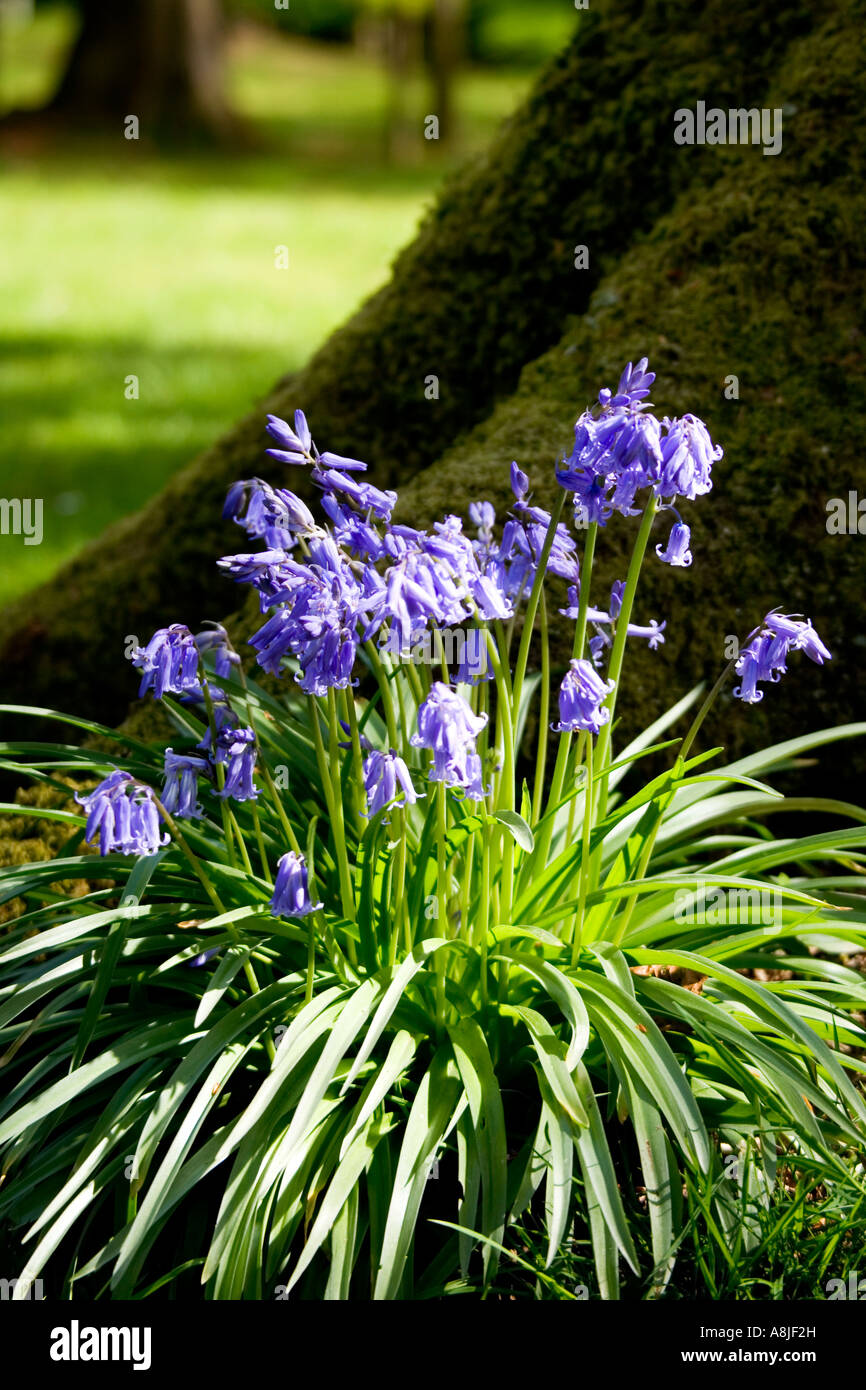 Clump of Bluebells at the base of a tree trunk in Bowood House ...