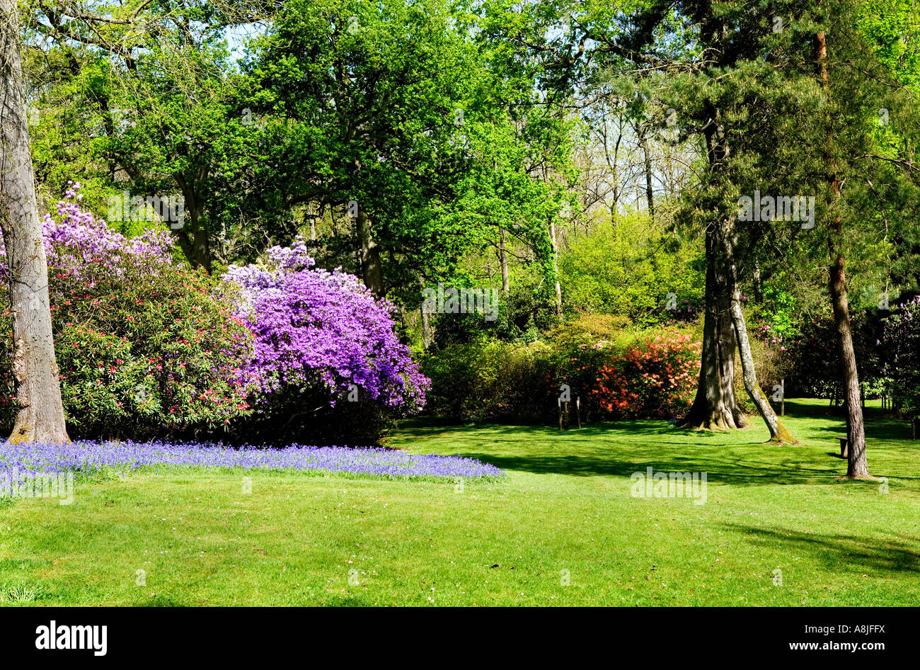 Rhododendrons and Bluebells at Bowood House Rhododendron walks and ...