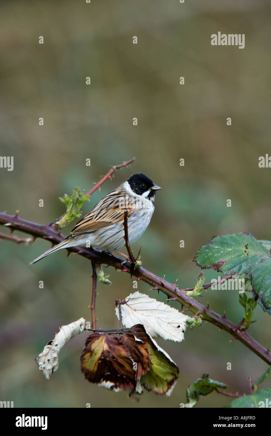 Reed bunting Emberiza schoeniclus perched on bramble with nice out of ...