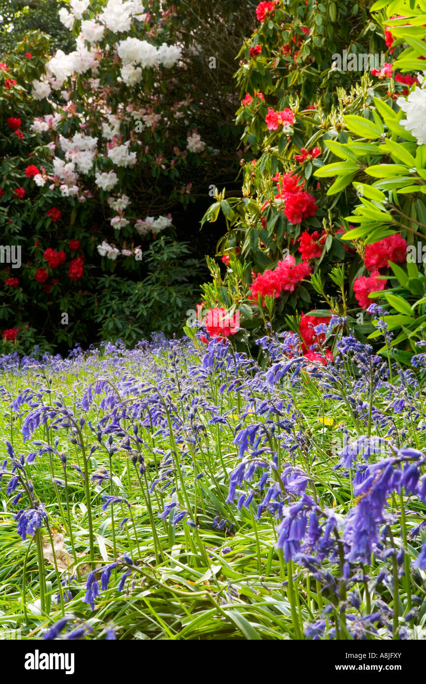 Rhododendrons and Bluebells at Bowood House Rhododendron walks and ...