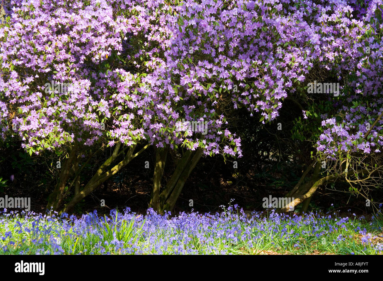 Purple Rhododendron tree and bluebells at Bowood House Rhododendron ...