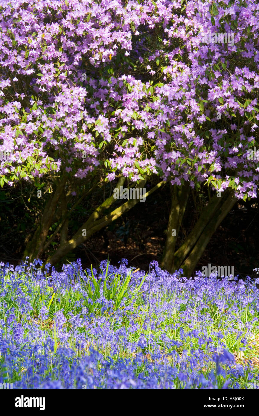 Purple Rhododendron tree and bluebells at Bowood House Rhododendron ...