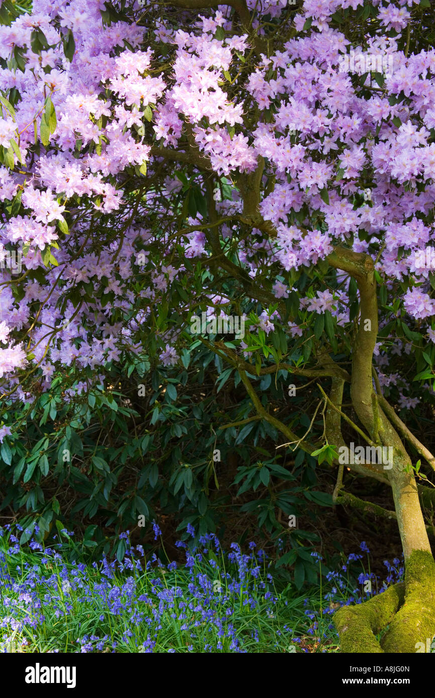 Purple Rhododendron tree and bluebells at Bowood House Rhododendron ...