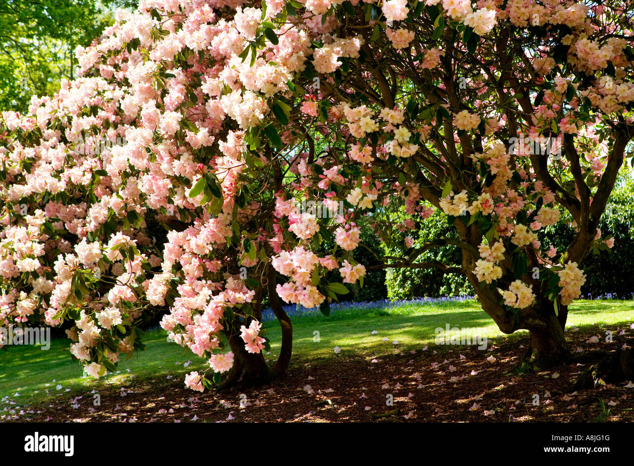 Rhododendron tree hi-res stock photography and images - Alamy