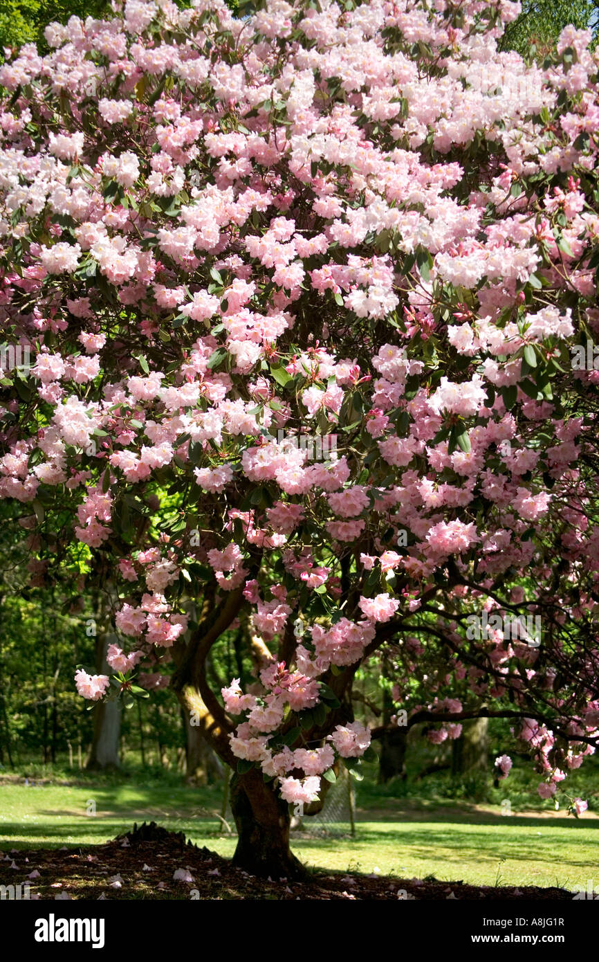 Rhododendron tree in full blossom hi-res stock photography and images ...