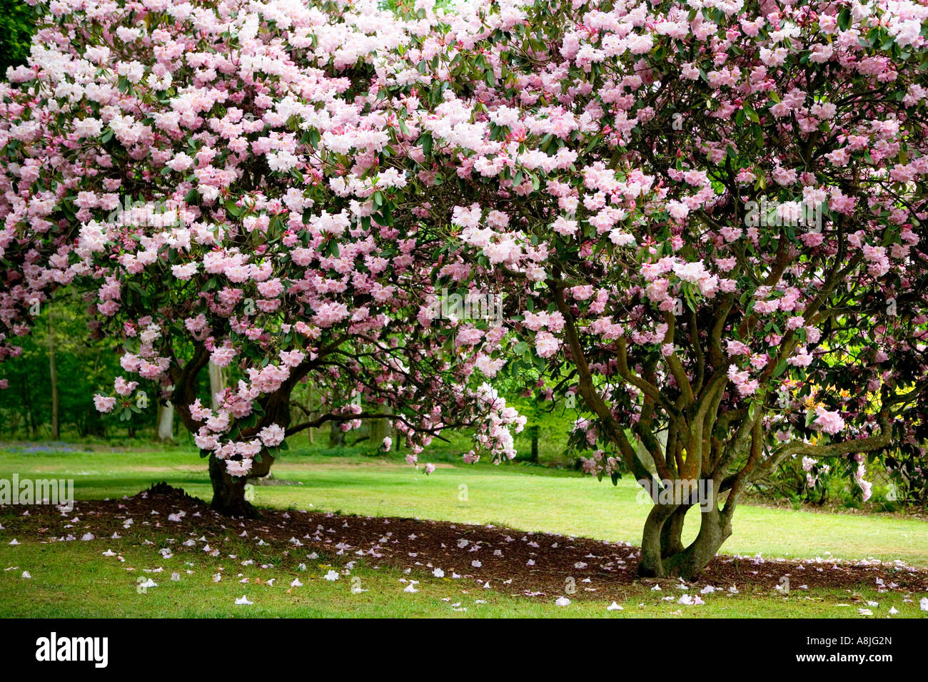 Pink Rhododendron trees at Bowood House Rhododendron Walks Wiltshire in ...