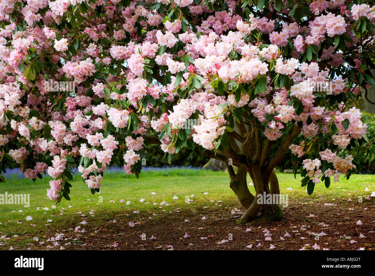 Pink Rhododendron tree at Bowood House Rhododendron Walks Wiltshire in ...