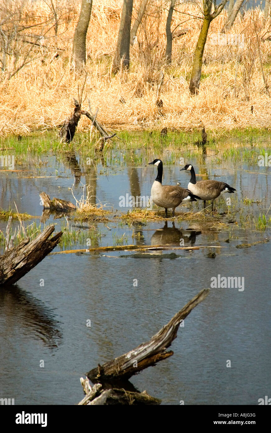 Nesting Canadian Geese Stock Photo - Alamy