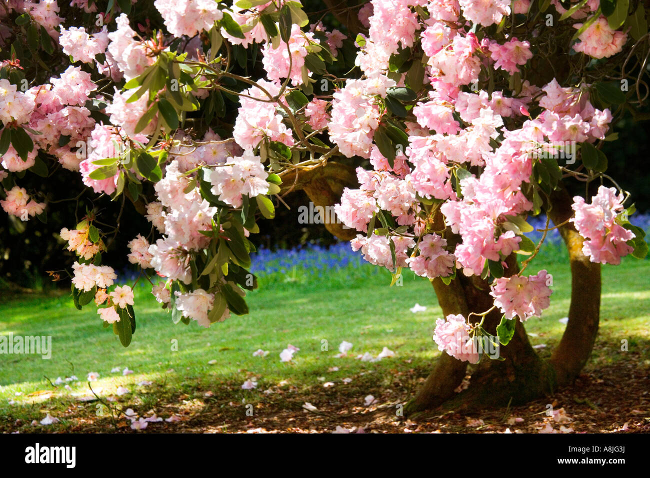 Pink Rhododendron tree at Bowood House Rhododendron Walks Wiltshire in ...