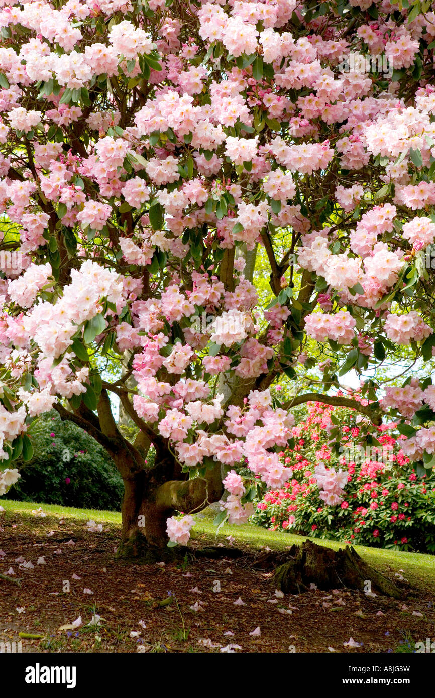 Pink Rhododendron tree at Bowood House Rhododendron Walks Wiltshire in ...