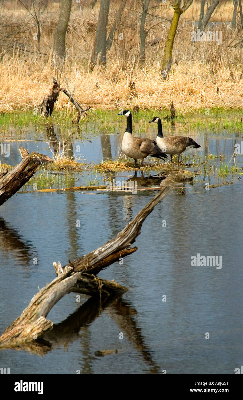 Geese & Wetlands Habitat Stock Photo - Alamy
