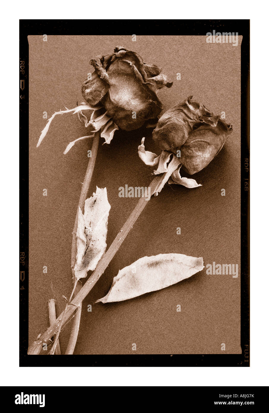 Sepia fine art flower hi-res stock photography and images - Alamy