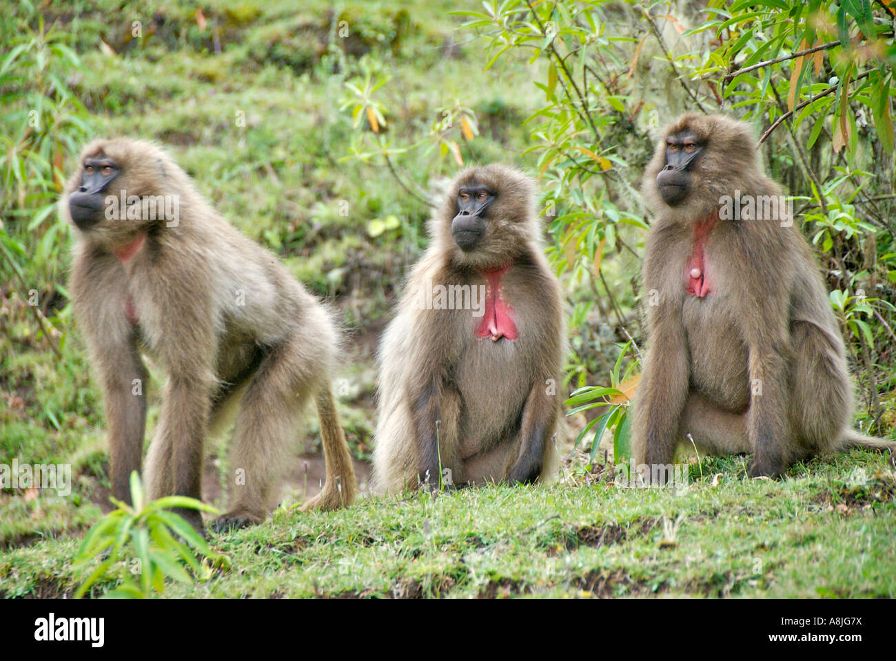 Three Gelada Baboons Stock Photo - Alamy