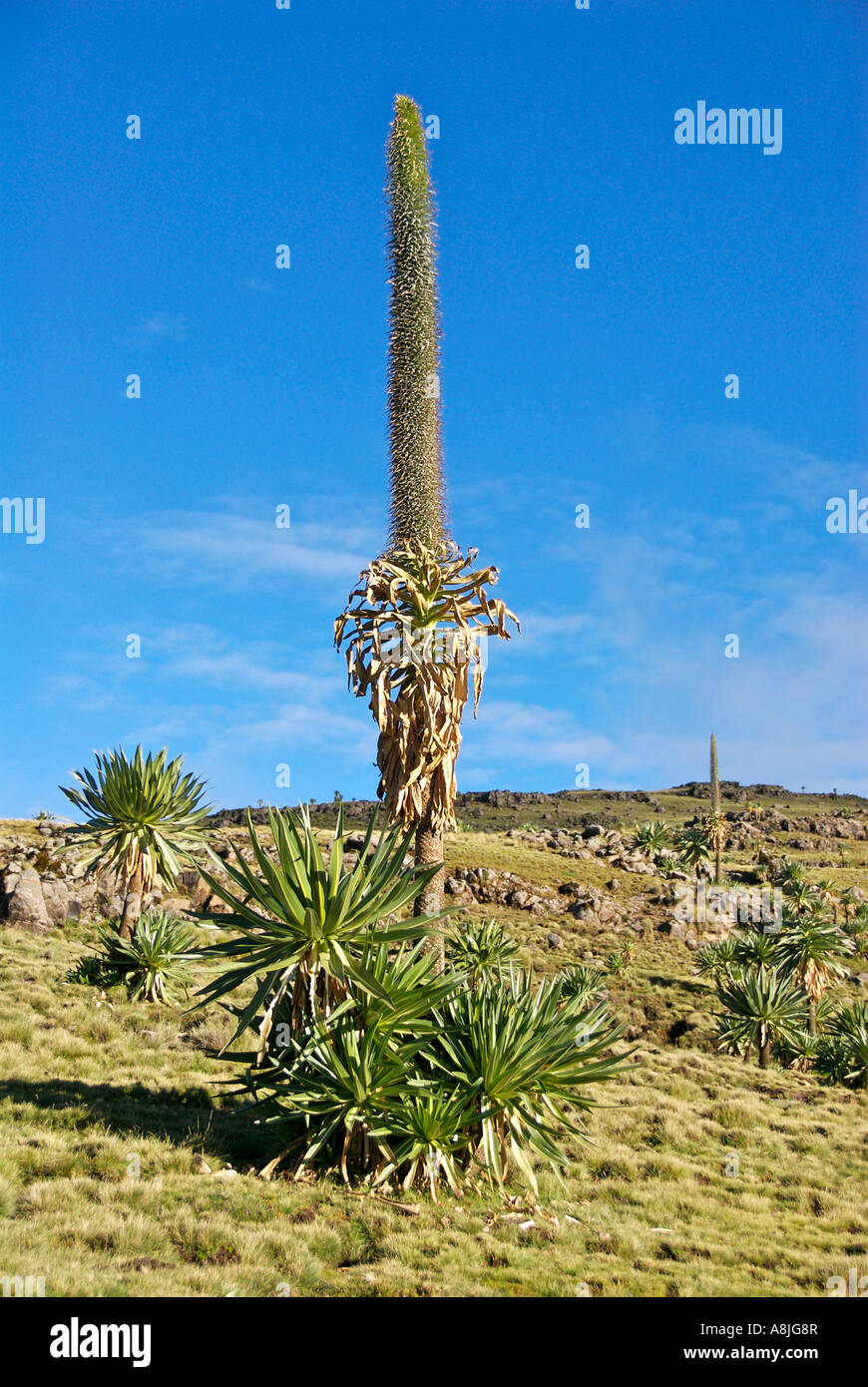 Ethiopian giant lobelia hi-res stock photography and images - Alamy