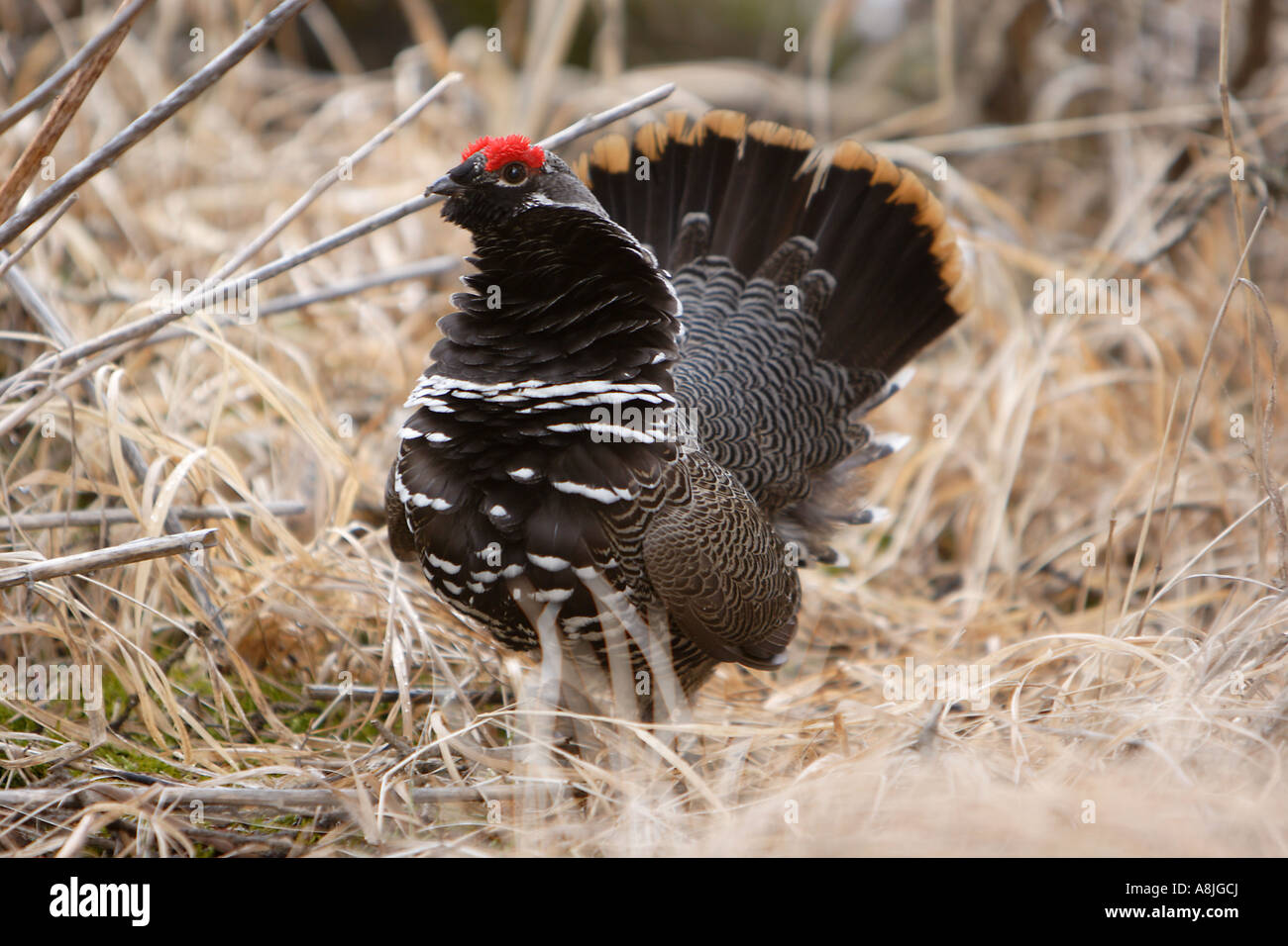A male Spruce Grouse (Falcipennis canadensis) displaying in spring ...