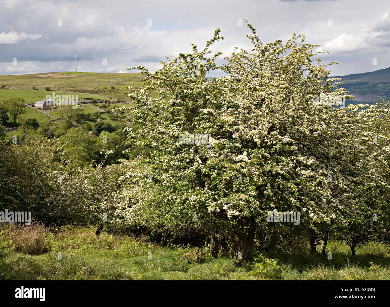 Hawthorn Crataegus mongyna aka whitethorn or quickthorn or May tree ...