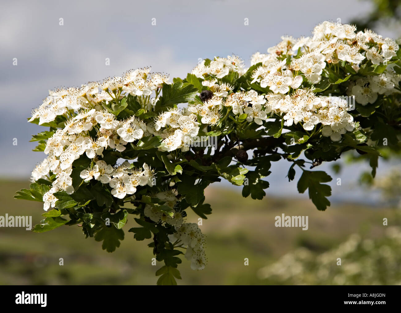 Hawthorn Crataegus mongyna aka whitethorn or quickthorn or May tree ...