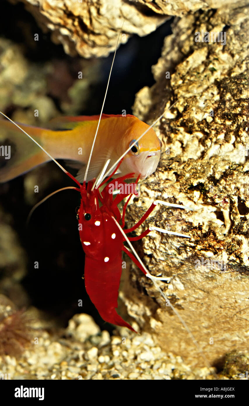 Parasites fish hi-res stock photography and images - Alamy