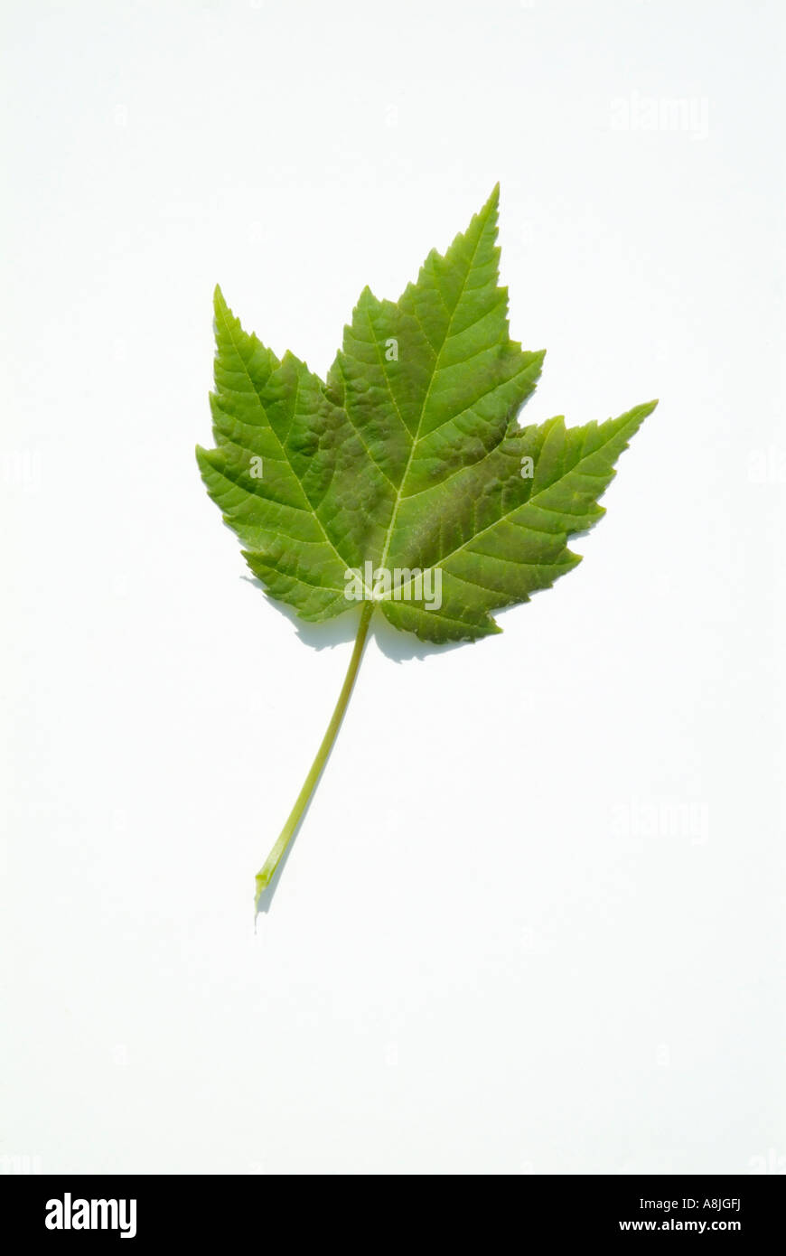 Acer rubrum hi-res stock photography and images - Alamy