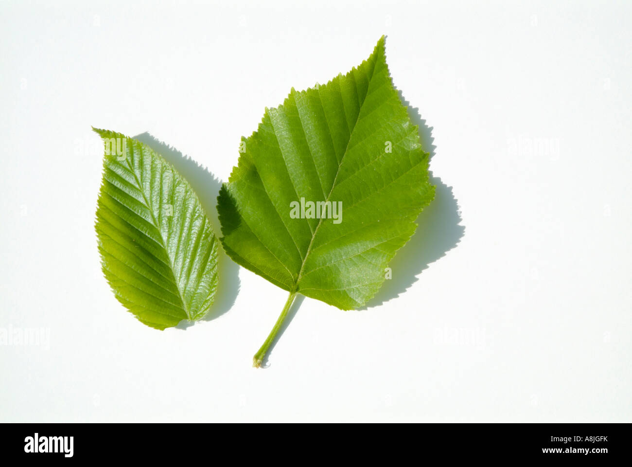 Yellow Birch- Betula alleghaniensis- and Paper Birch Betula papyrifera ...