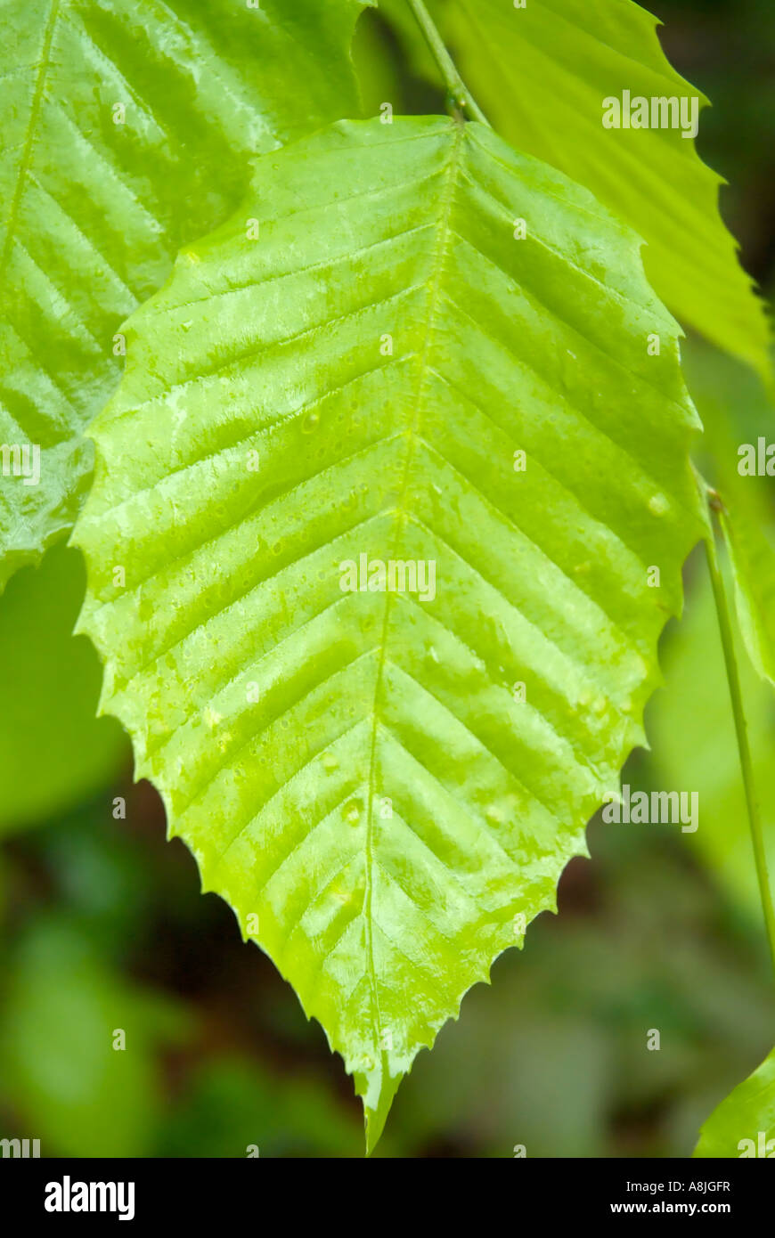 American beech hi-res stock photography and images - Alamy
