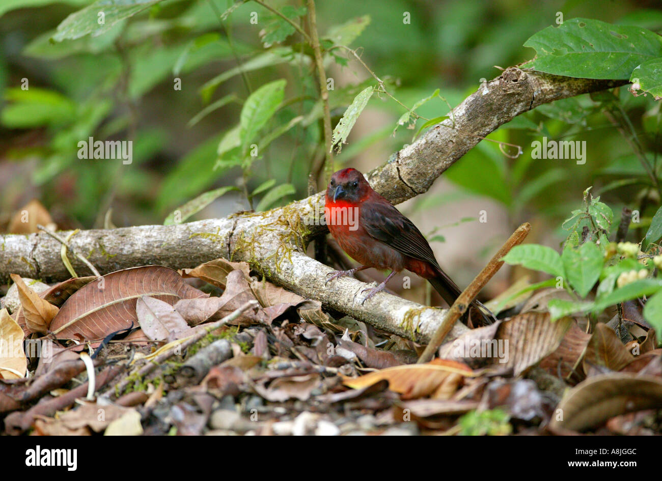 The Red-throated Ant-Tanager, Habia fuscicauda, on the rainforest floor ...