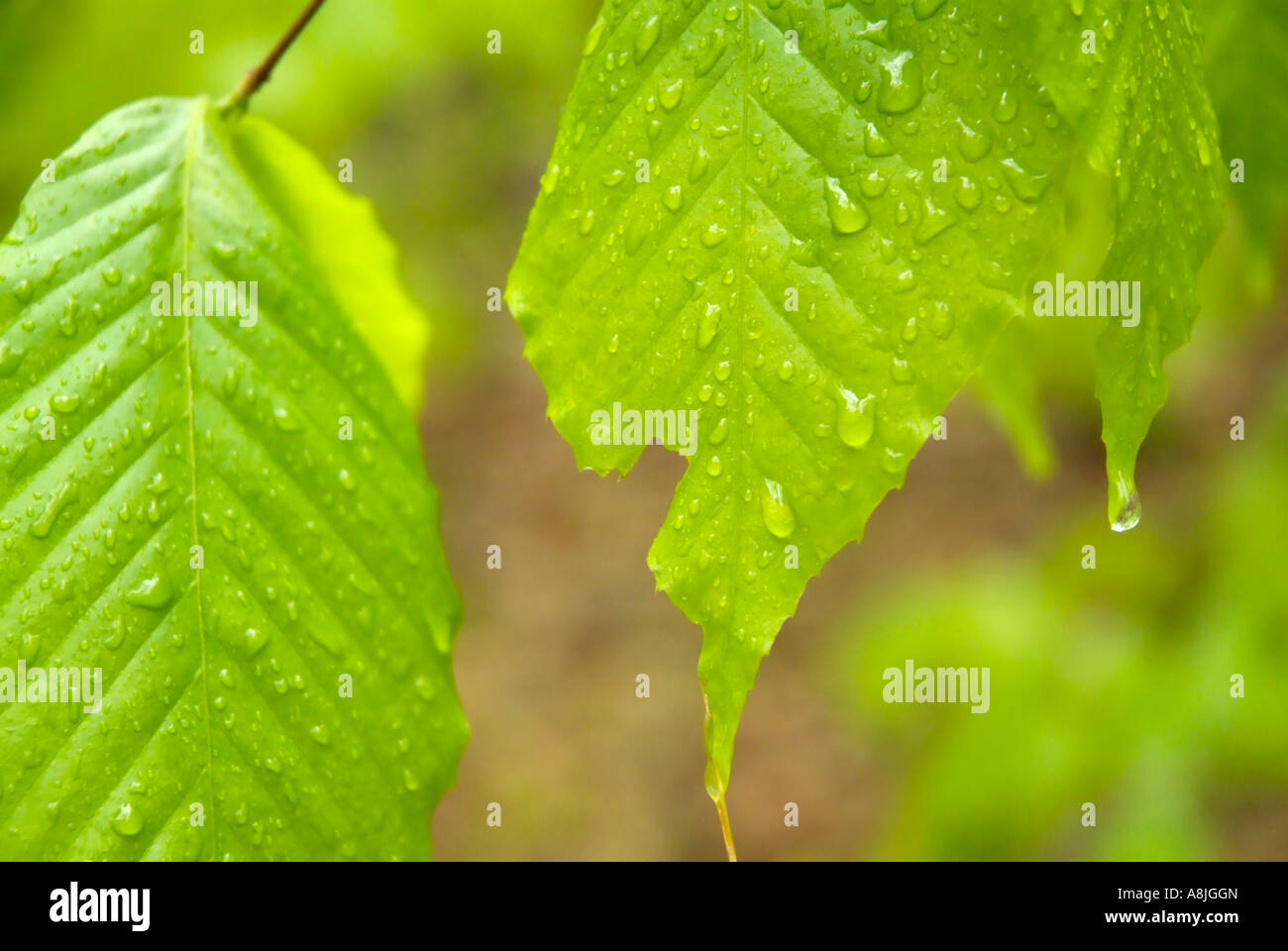 American Beech Fagus grandifolia leafs with rain drops during the ...