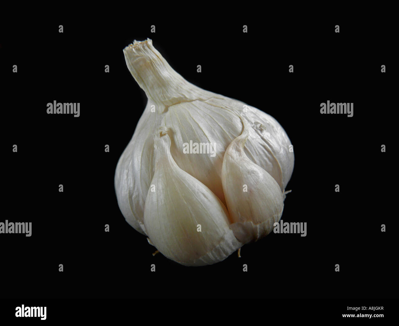 Garlic. Genus: Allium. Species: sativum Stock Photo - Alamy