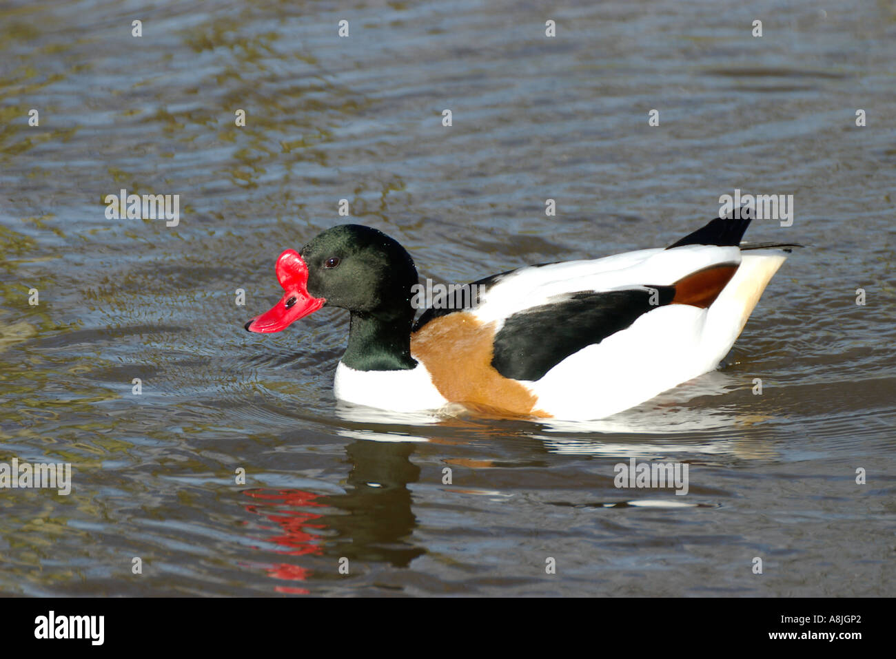 Shellduck hi-res stock photography and images - Alamy