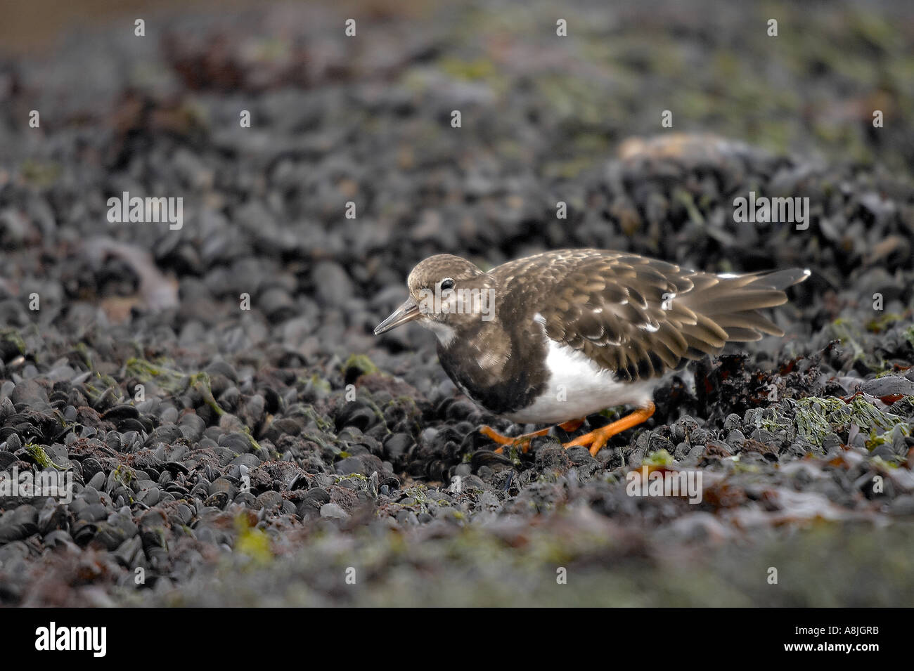 Turnstone plumage hi-res stock photography and images - Alamy