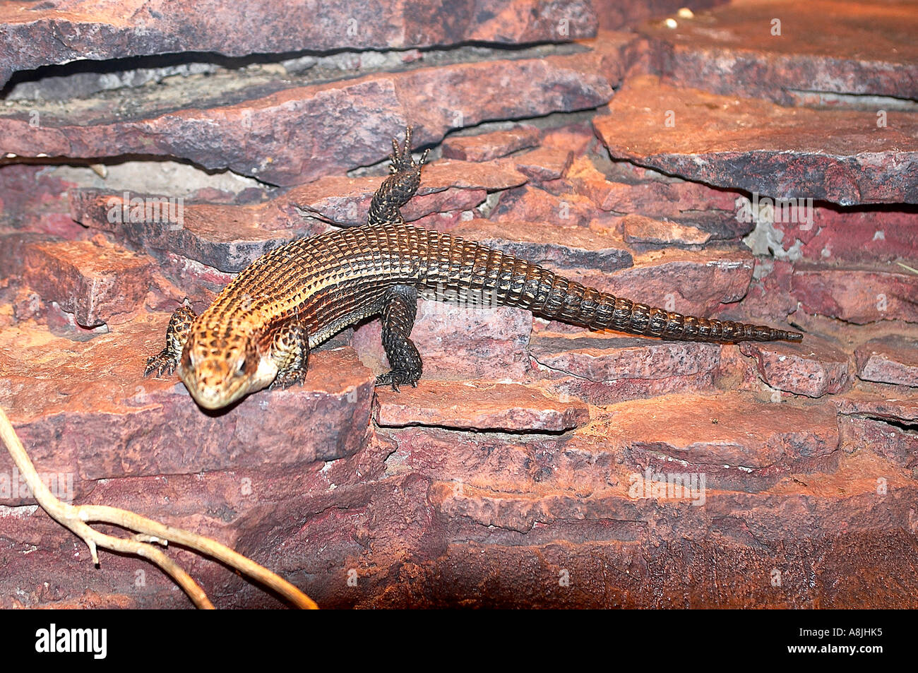 Plated lizard hi-res stock photography and images - Alamy