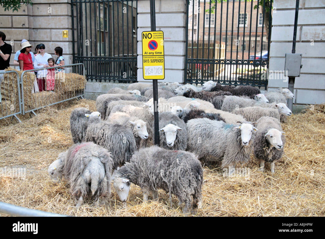 Sheep drive in london hi-res stock photography and images - Alamy