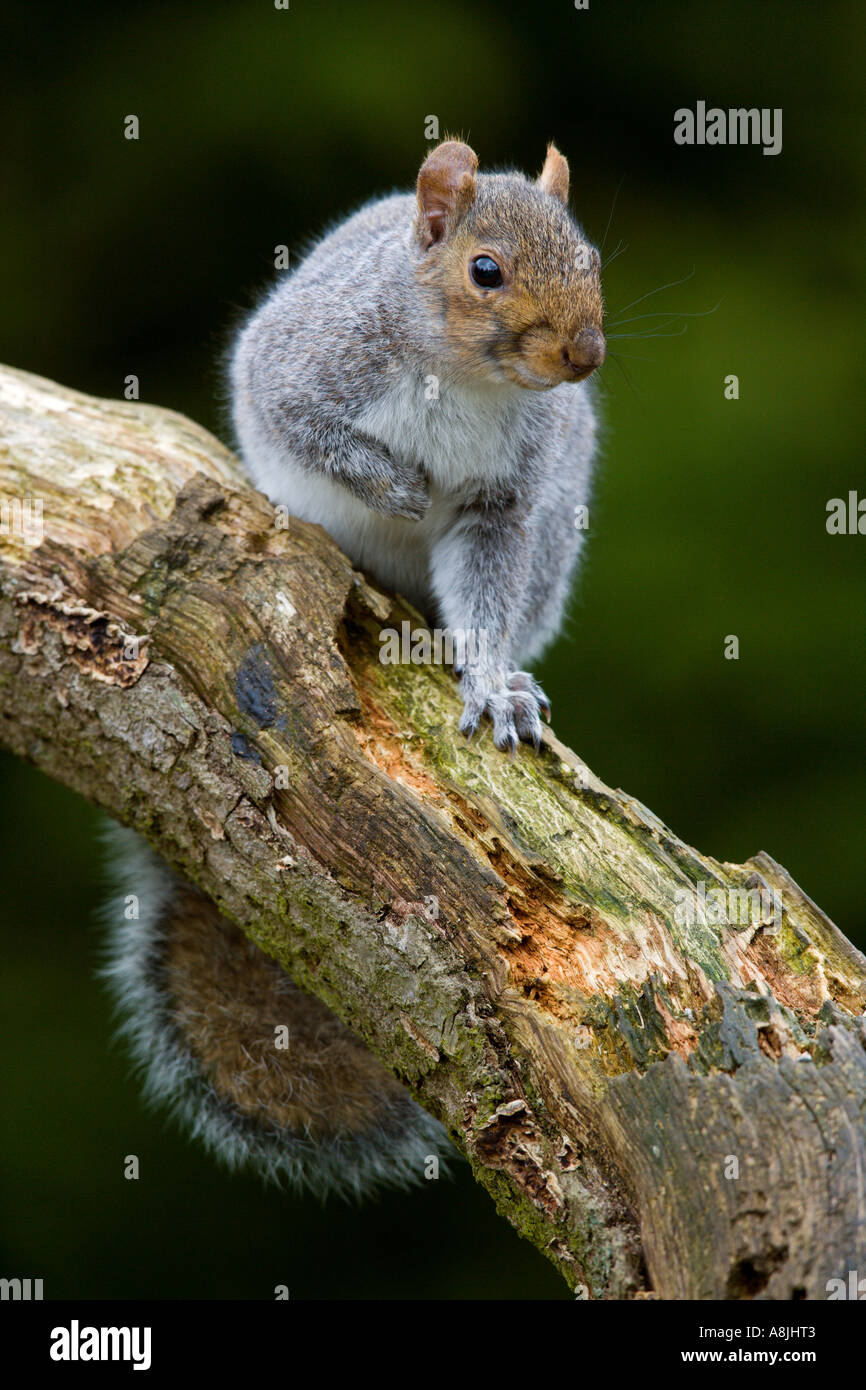 Grey squirrel standing upright hi-res stock photography and images - Alamy
