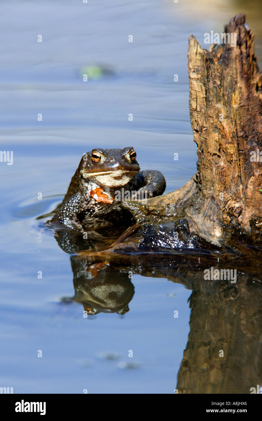 Toad in water uk hi-res stock photography and images - Alamy