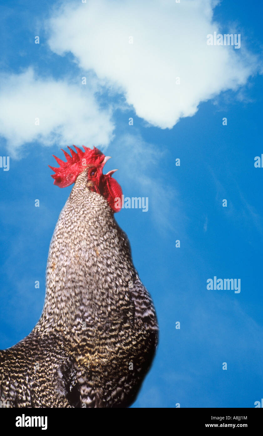Cockerel hi-res stock photography and images - Alamy