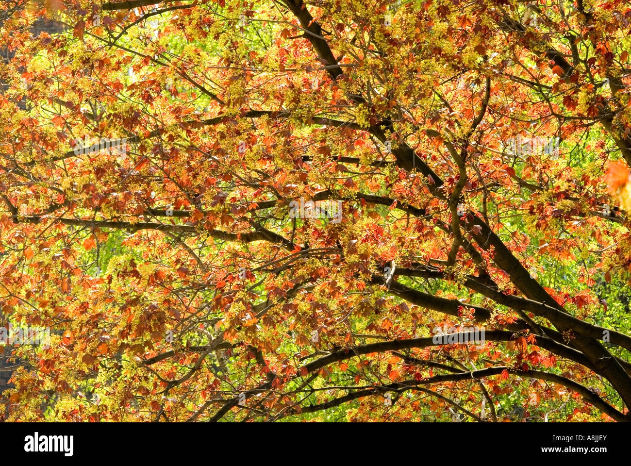 Maple tree budding in the springtime Acer Stock Photo - Alamy