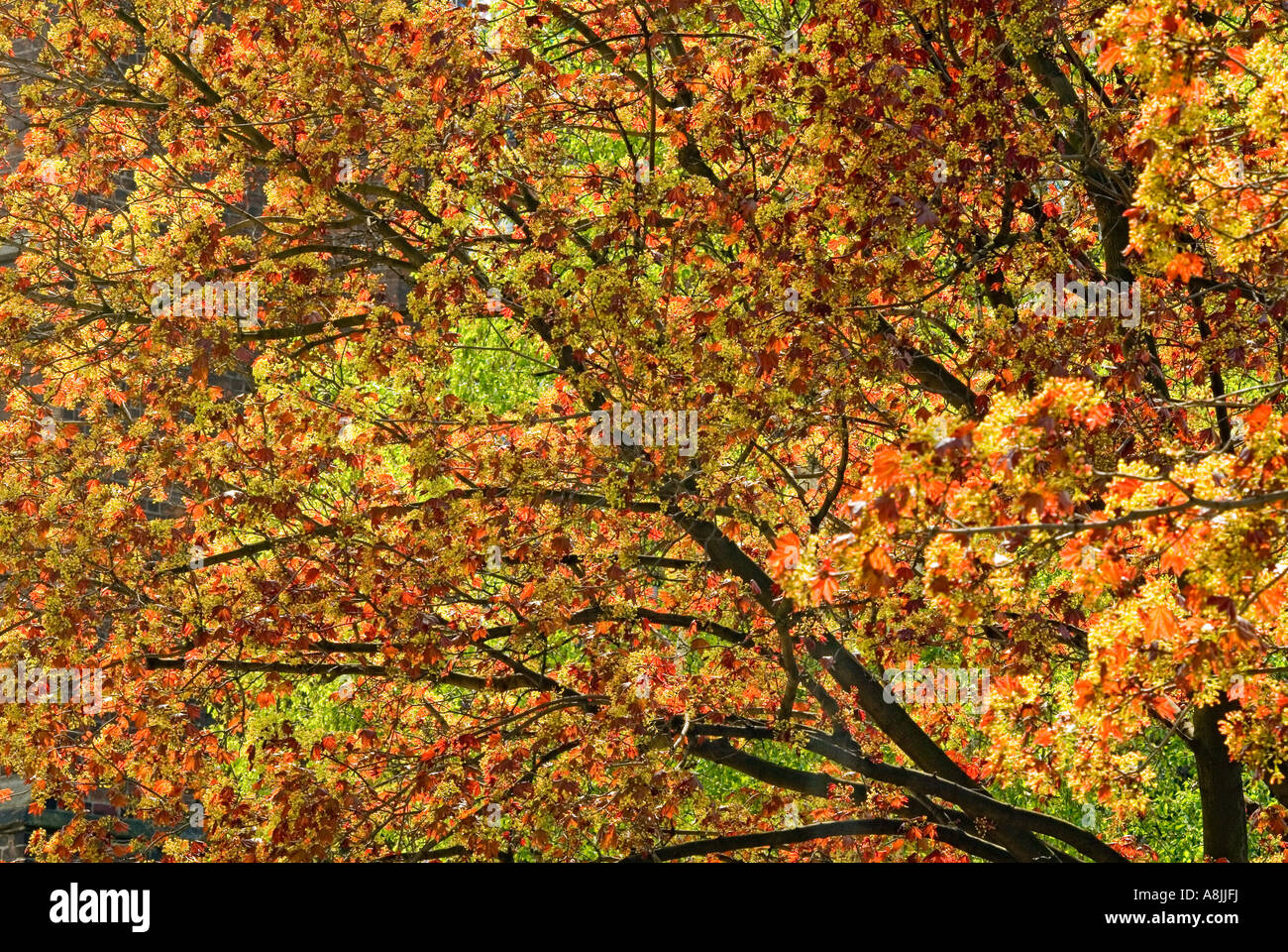 Maple tree budding in the springtime Acer Stock Photo - Alamy