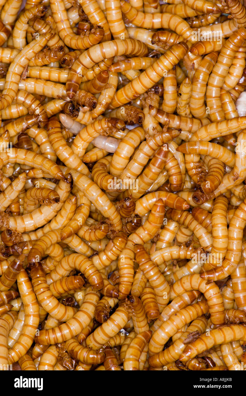 Lavae hi-res stock photography and images - Alamy