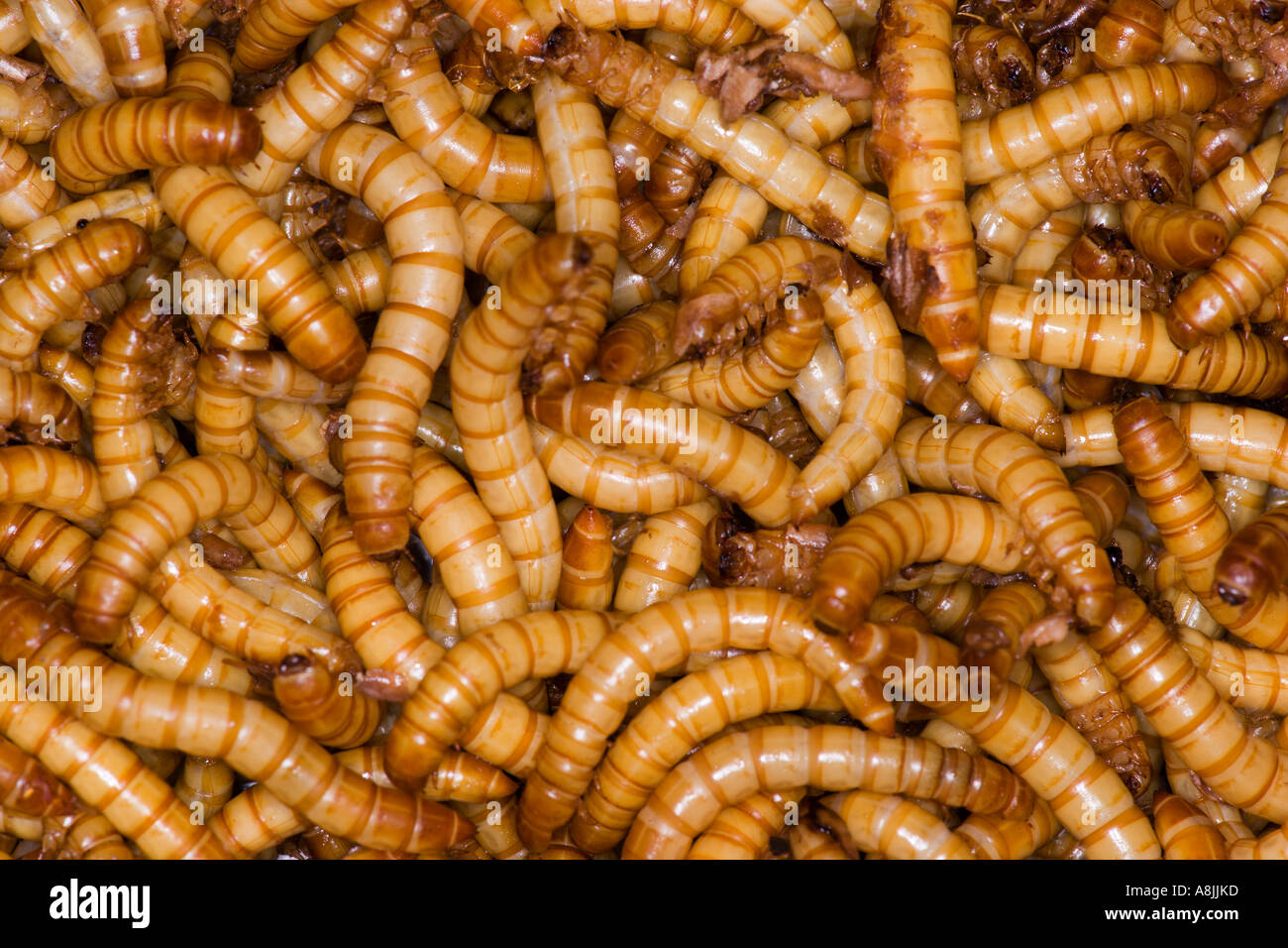 Tenebrio molitor larva hi-res stock photography and images - Alamy