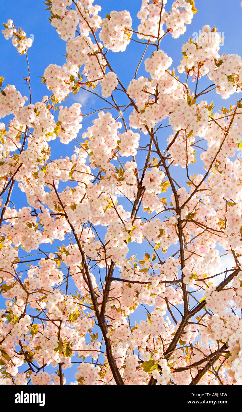 Ornamental cherry blossom Prunus Stock Photo - Alamy