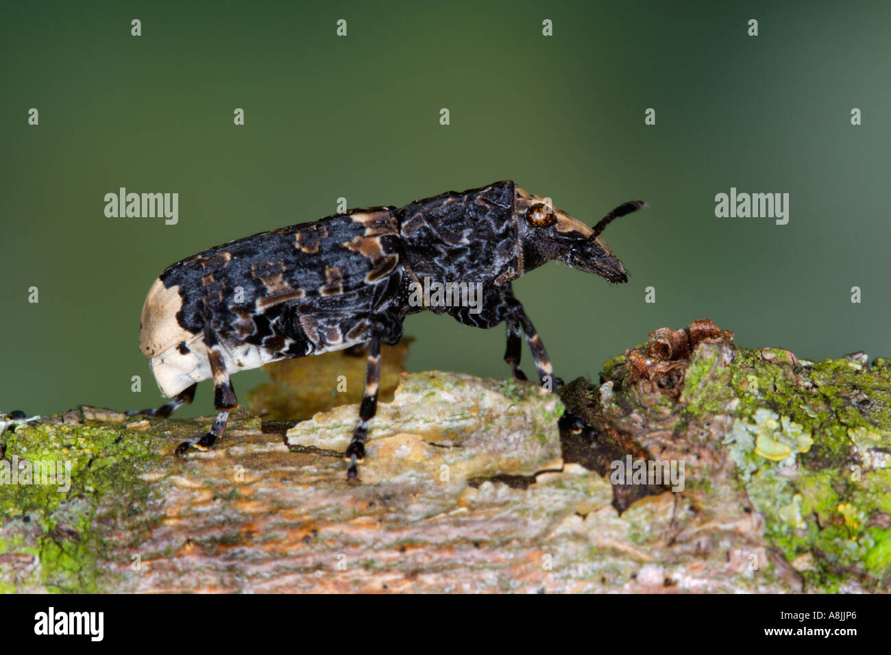 Scarce fungus weevil platyrhinus resinosus hi-res stock photography and ...