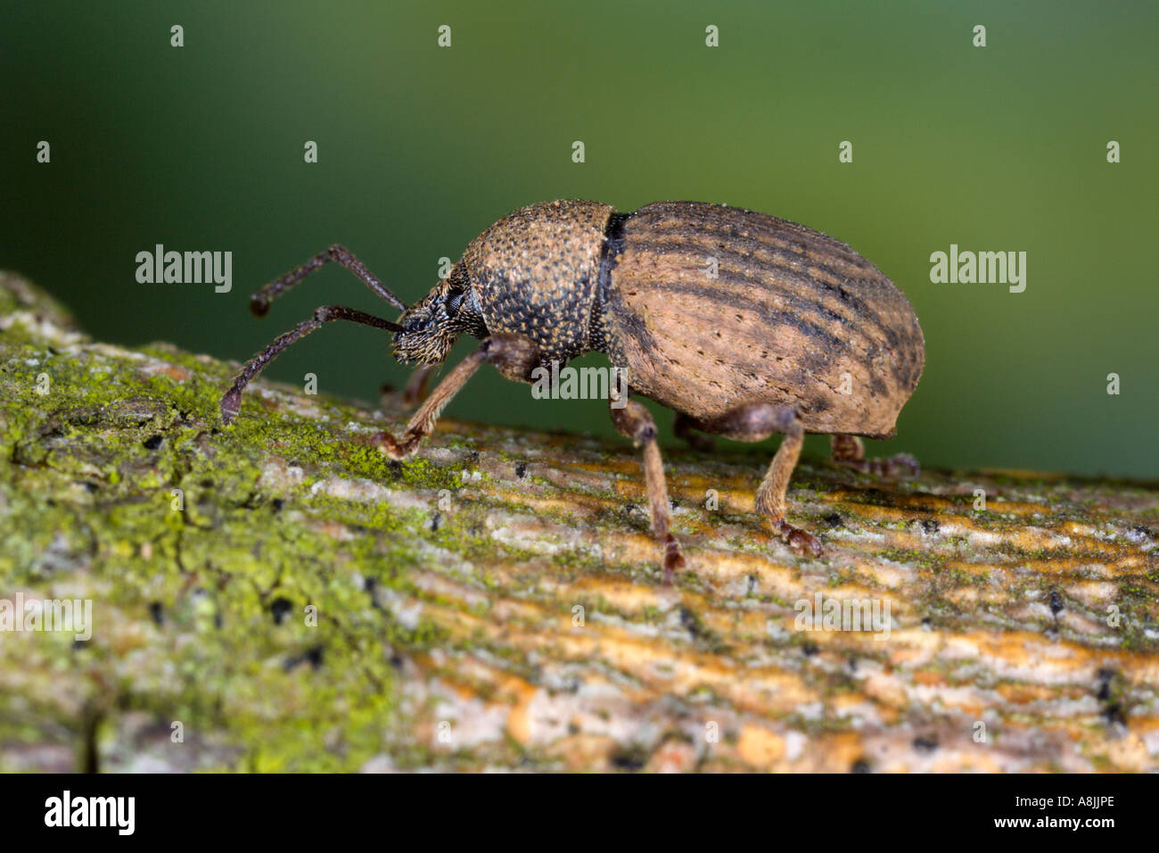 Weevil hi-res stock photography and images - Alamy