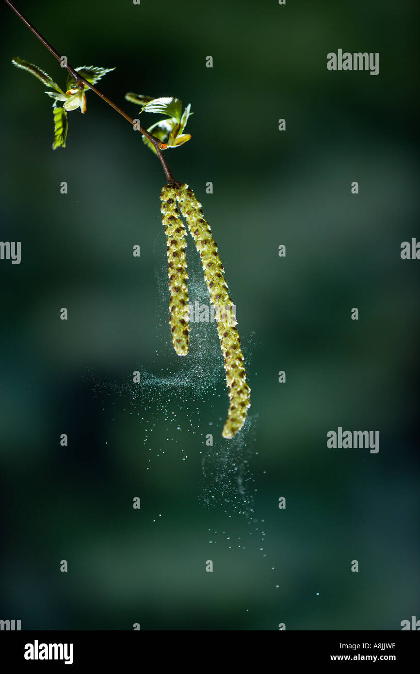 Silver Birch Betula pendula Catkins showing spore dispersal in wind ...