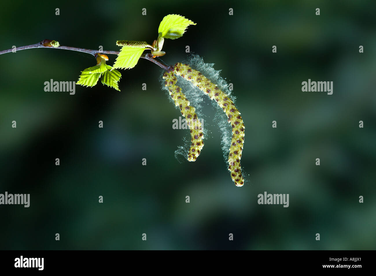 Silver Birch Betula pendula Catkins showing spore dispersal in wind ...